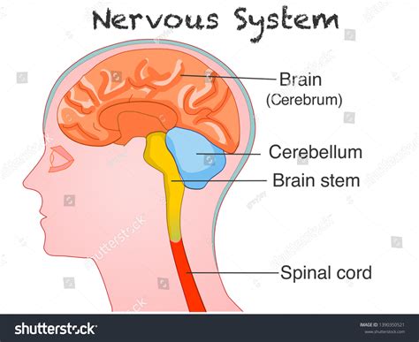 Central Nervous System Anatomy Human Brain Vector De Stock Libre De