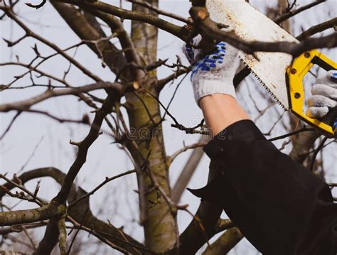 Cutting A Tree Branch With A Hand Garden Saw Stock Image Image Of
