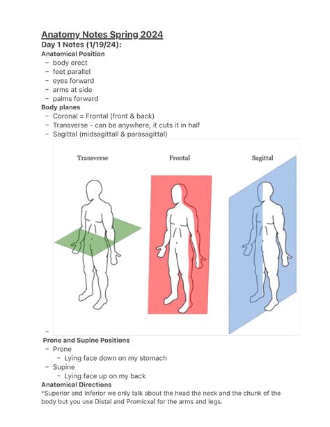 Anatomy Notes Spring Wk Anatomy Notes Spring Day Notes