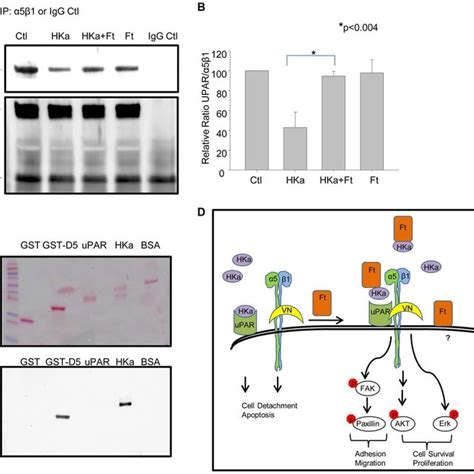 A Binding Of Recombinant Hft And Lft To Domain 5 Of Hka Purified And