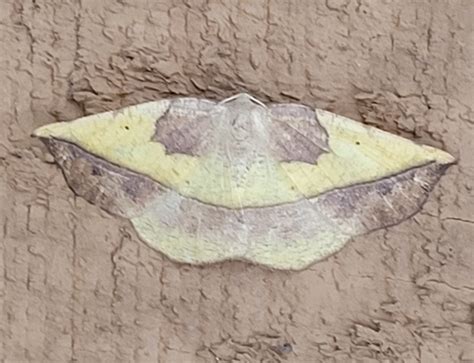 Moths Of North Carolina