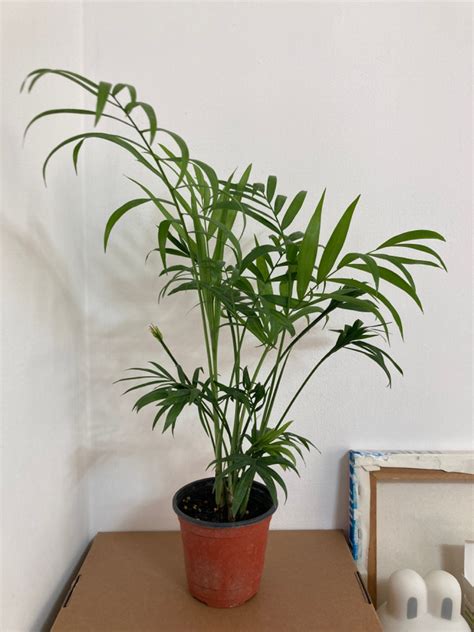 성장이 빠른 열대식물 테이블야자 화분 당근마켓 중고거래