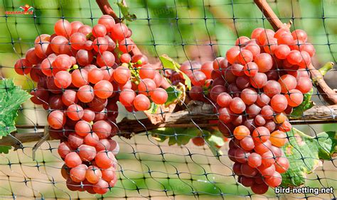 Bird Problems Keep Them Away With The Anti Bird Netting Avian Diseases