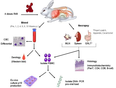 rabbit model of htlv 1 transmission demonstrates a reproducible system