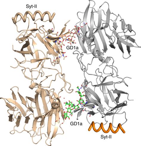 The Asymmetric Unit The Asymmetric Unit Containing Two Molecules Of Download Scientific