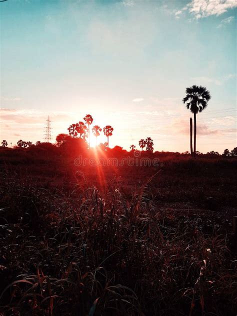 Plamtree Cloud Sky Nature Abstract Grass Stock Image Image Of Plamtree Cloud 257112095