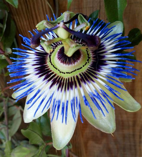 Passiflore Bleue Passiflora Caerulea Artofit