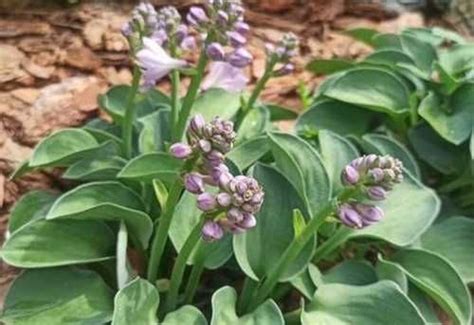 Хоста Cat And Mouse Калуга | Растения | Festima.Ru – мониторинг объявлений