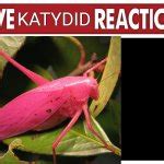 Live Reaction Meme Generator Imgflip