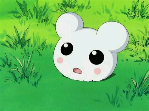 Yukimibotamon From Digimon Frontier Dibujos Gatomon