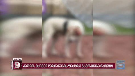 ძაღლის მძიმედ დაზიანების ფაქტზე გამოძიება დაიწყო ბაღდათში მომხდარის დეტალები Youtube