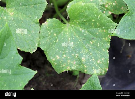 Cucumber Seed Borne Virus Viz Leaf Spot At Sally Patrick Blog