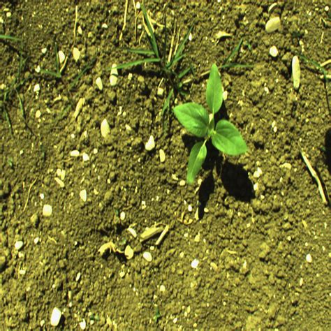 Example Of An Image Found In The Sunflower Dataset And Its Respective Download Scientific