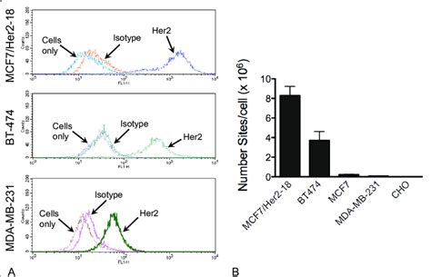 Characterization Of Her2 Expression On Breast Cancer Cell Lines We Download Scientific Diagram