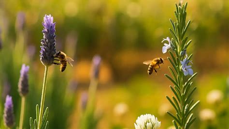 Orange Flowers That Attract Pollinators Species Care And Combinations