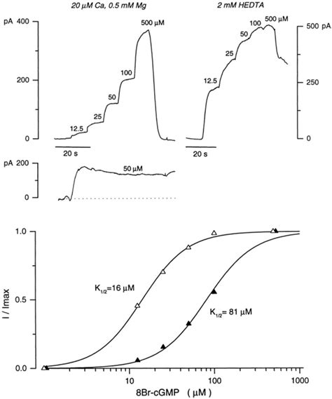 Ca²⁺ Dependent Modulation Of Activation By 8br Cgmp Of The Cyclic Download Scientific Diagram