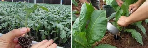 Trichoderma Harzianum Dora Agri Tech