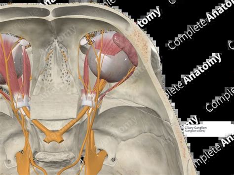 Ciliary Ganglion Complete Anatomy