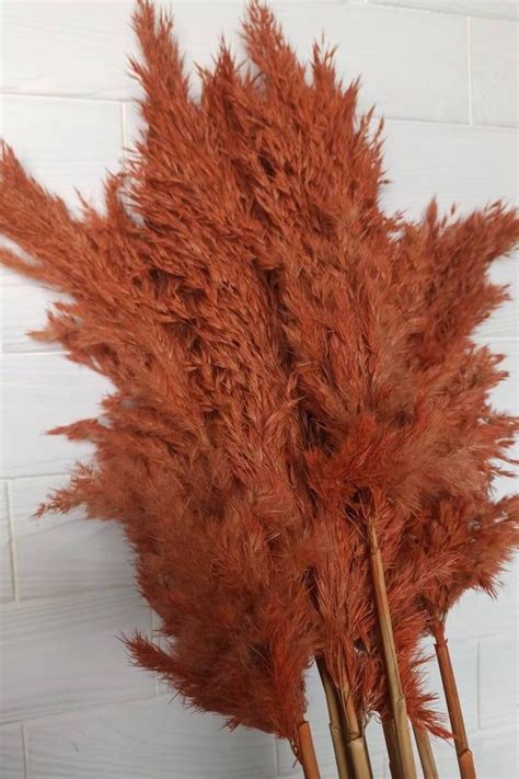 Pampas Grass Terracotta Colored Fluffy Pampas Grass Dry Reeds Dried
