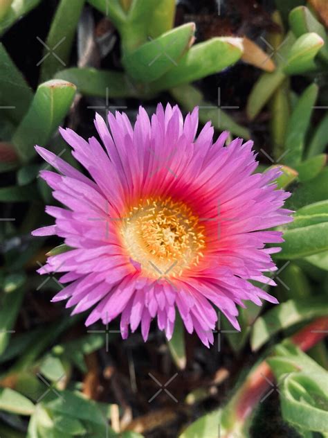 Sour Fig Plant Sticker For Sale By Sunflowr21 Redbubble