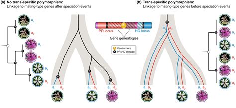 Recombination Suppression And Evolutionary Strata Around Mating‐type Loci In Fungi Documenting