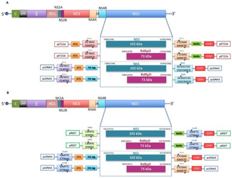 Viruses Special Issue Viral Replication Complexes
