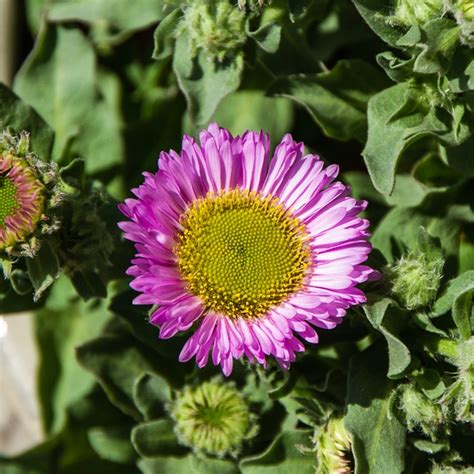 Erigeron Glaucus Sea Breeze Pot Size 3l Seaside Fleabane The Boma