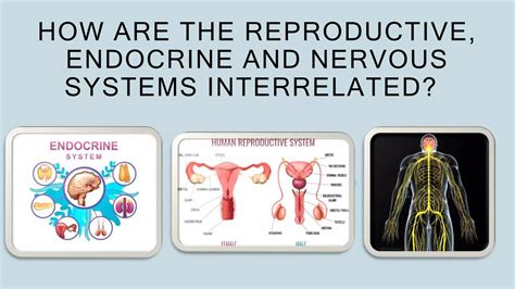 Coordinated Function Of Endocrine Nervous And Repropptx