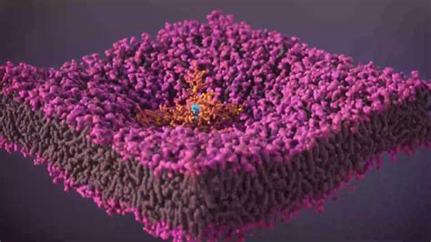 How To Snapp A Bacterial Cell Pursuit By The University Of Melbourne