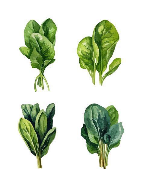 Premium Vector Spinach Clipart Isolated Vector Illustration