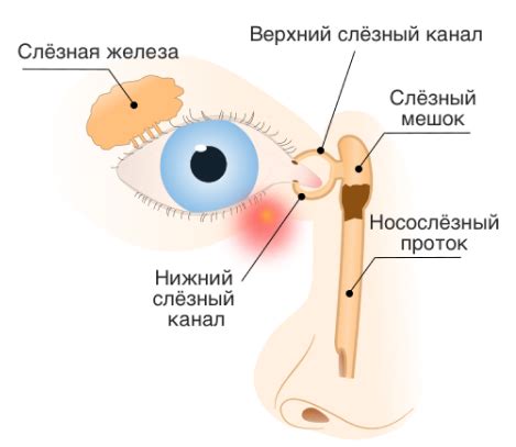 Дакриоцистит: причины, симптомы у взрослых, что это за болезнь ...
