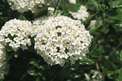 Fragrant Viburnum Stock Image B590 0874 Science Photo Library