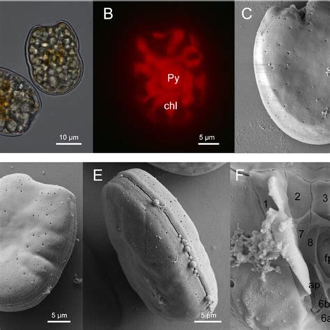 A Maximum Likelihood Ml Inferred Tree Of Prorocentrum Concavum Based