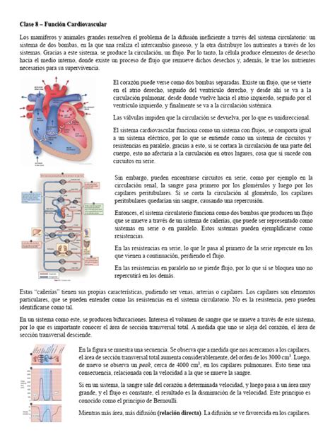Clase 8 Función Cardiovascular Pdf Sistema Circulatorio Músculo