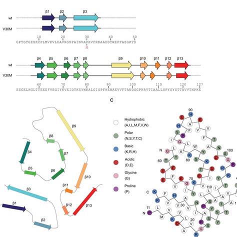β Sheet Structure Of The Attr Fibril A Amino Acid Sequence Of The
