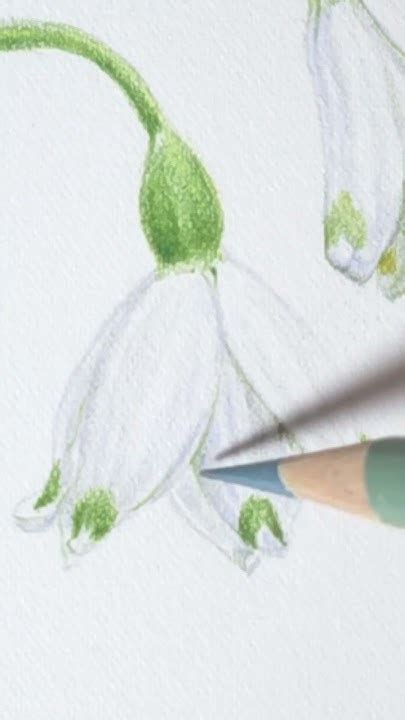 색연필로 그리는 하얀꽃 은방울 수선화 Drawing White Flowerssnow Flakewith Colored