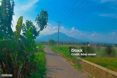 Pemandangan Sawah Yang Indah Di Pagi Hari Daun Padi Berwarna Hijau Foto