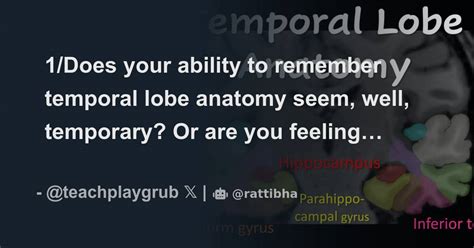 1does Your Ability To Remember Temporal Lobe Anatomy Seem Well