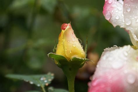 Rosebud Orange Drop Of Free Image Download
