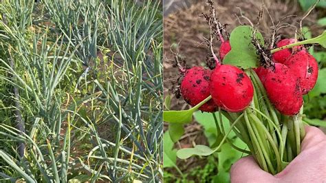 Садівники пояснили які рослини краще саджати на грядках після цибулі й часнику Читайте на Ukr Net