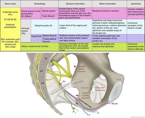 Bilateral Pudendal Nerve Block