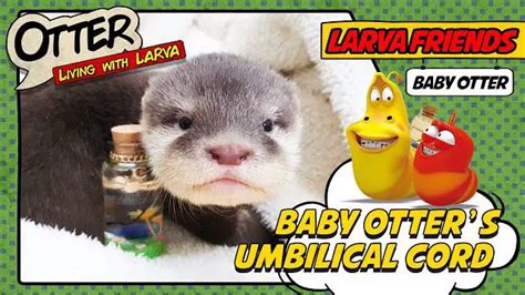 کارتون لاروا با داستان بند ناف بچه سمور