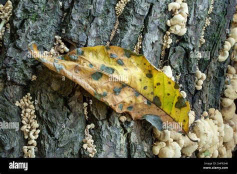 Patterns And Textures In Nature Intimate Landscape Of Tree Patterns Stock Photo Alamy