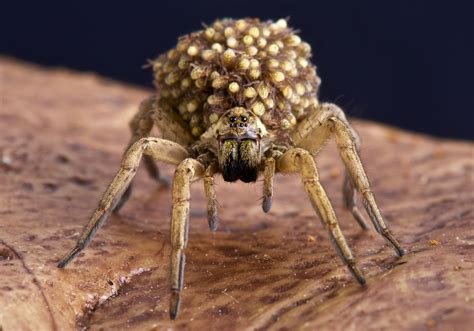 Fact File Australian Wolf Spider Lycosidae Australian Geographic