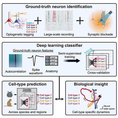 A Deep Learning Strategy To Identify Cell Types Across Species From High Density Extracellular