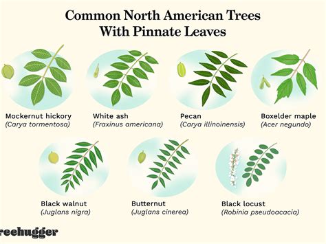 How To Identify A Hickory Nut Tree At Zoe Mehaffey Blog