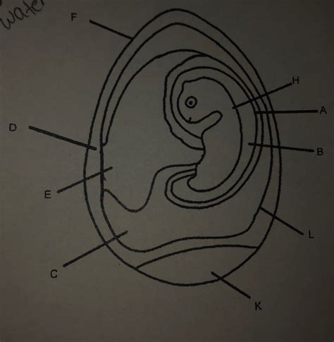 Amniotic Egg Diagram Quizlet