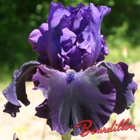 Iris Bourdillon