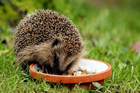Der Igel