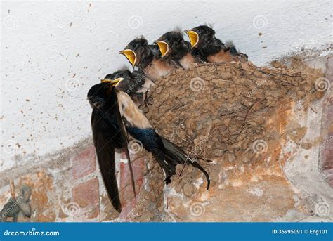 Barn Swallow Nest Feeding Stock Image Image Of Brood 36995091